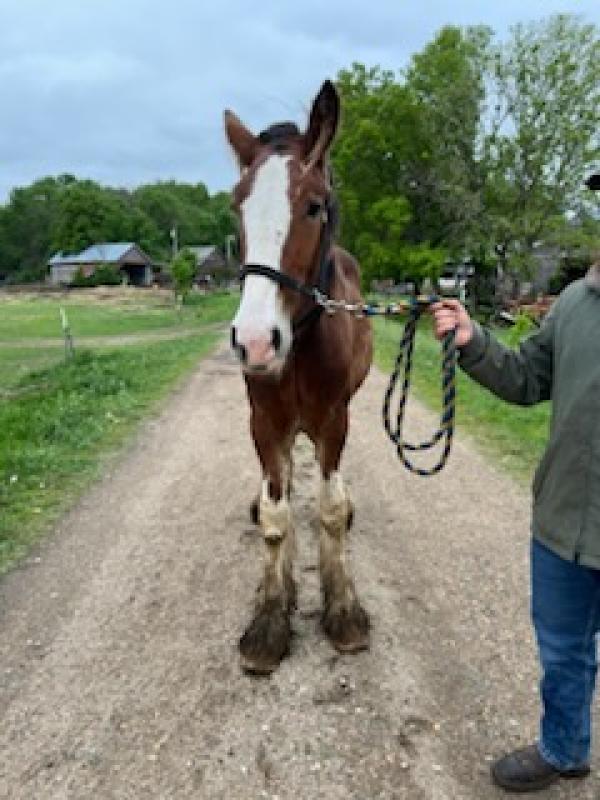 DigitalHorses: CBUSA :: Information Management for the Clydesdale Breed
