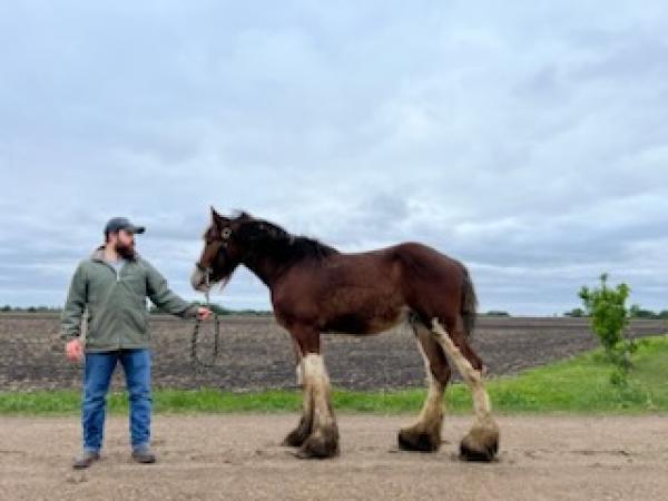 DigitalHorses: CBUSA :: Information Management for the Clydesdale Breed