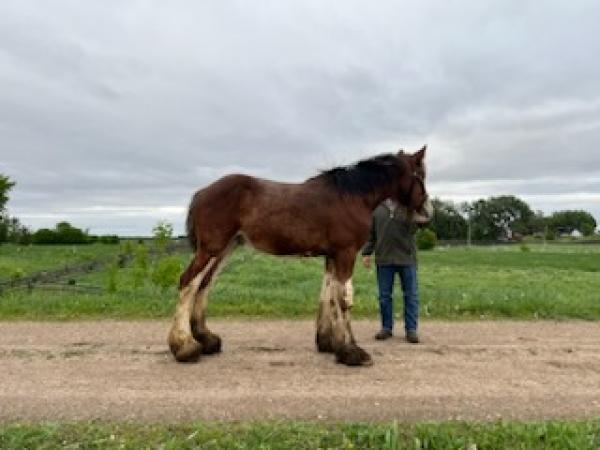 DigitalHorses: CBUSA :: Information Management for the Clydesdale Breed